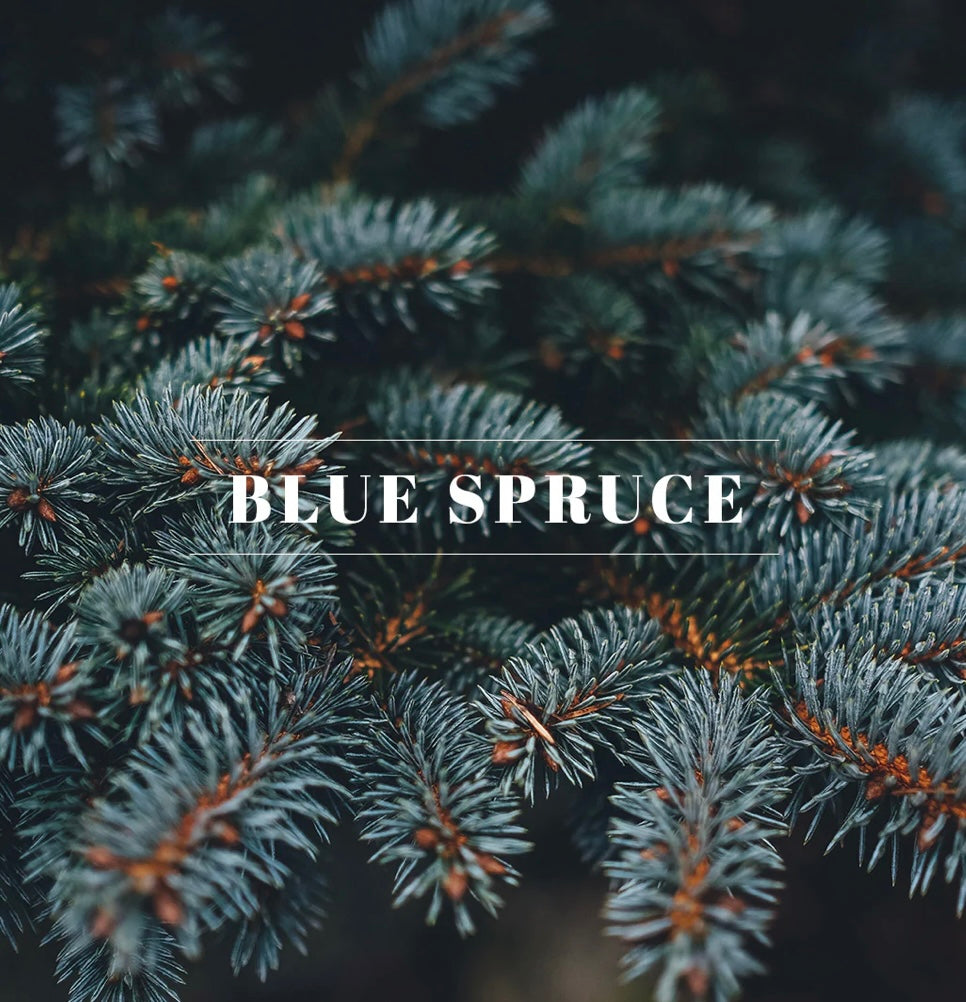 Orleans Blue Spruce Candle – The Cottage in Thrifty Way of Abbeville